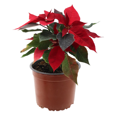 El Lagar: Ferreteria y materiales para construccion: Planta Ornamental ...